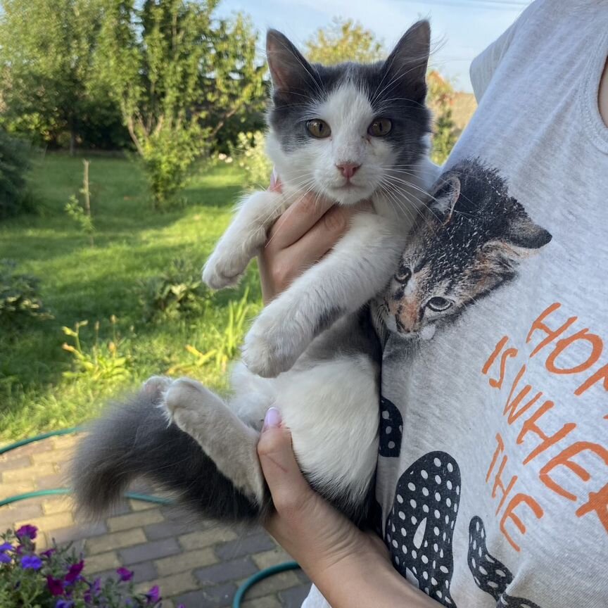 В добрые руки котята мальчики