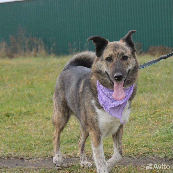 Собака обречена на одиночество