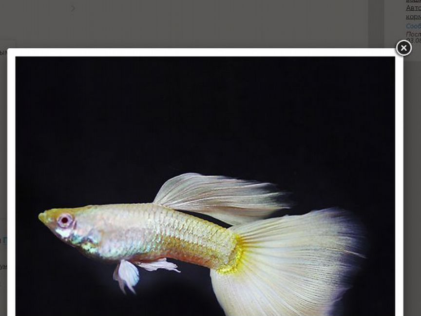Гуппи альбино платина