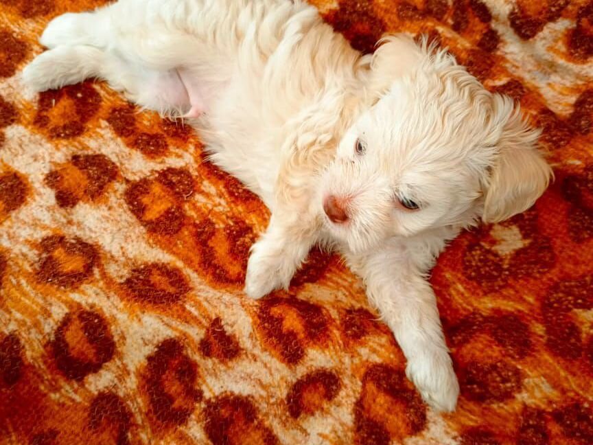 Продаю щенков болончиков