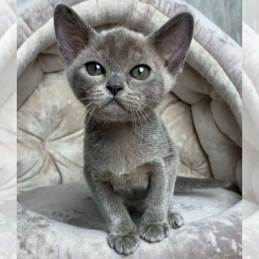 Европейский бурманский котёнок