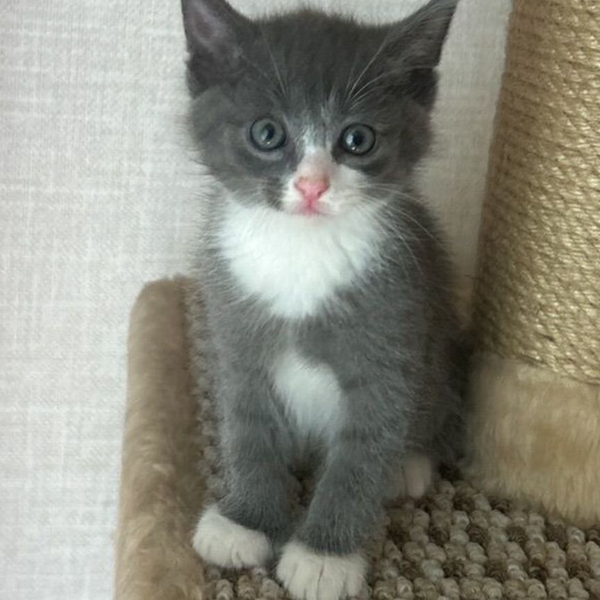 Котята