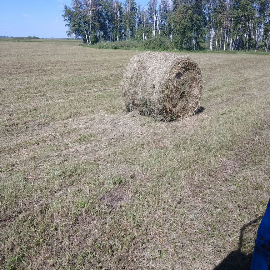 Сено в тюках 500 кг