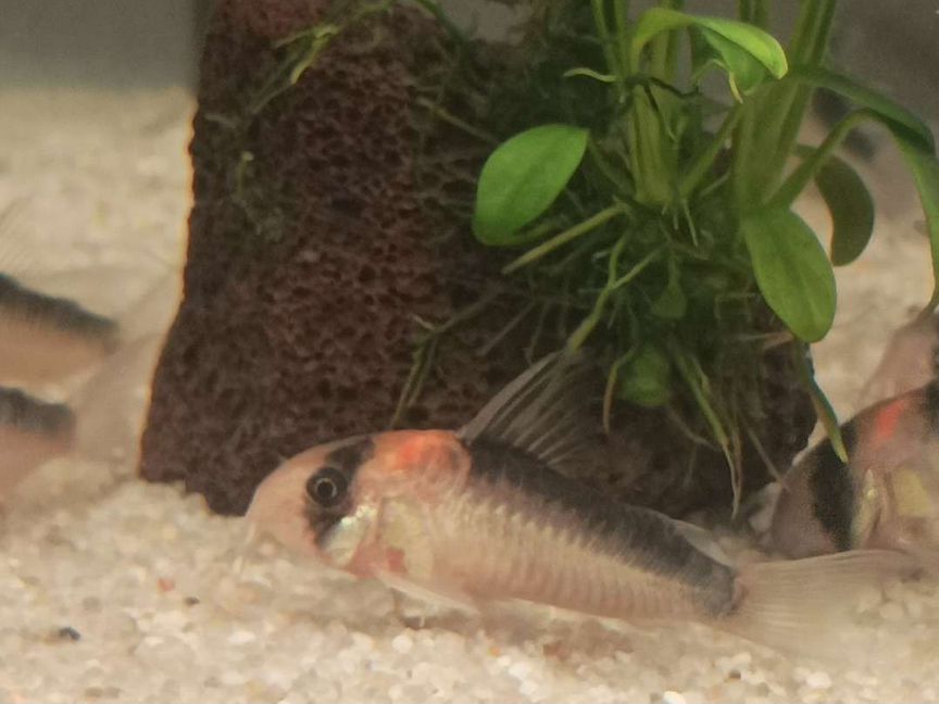 Коридорас дупликареус