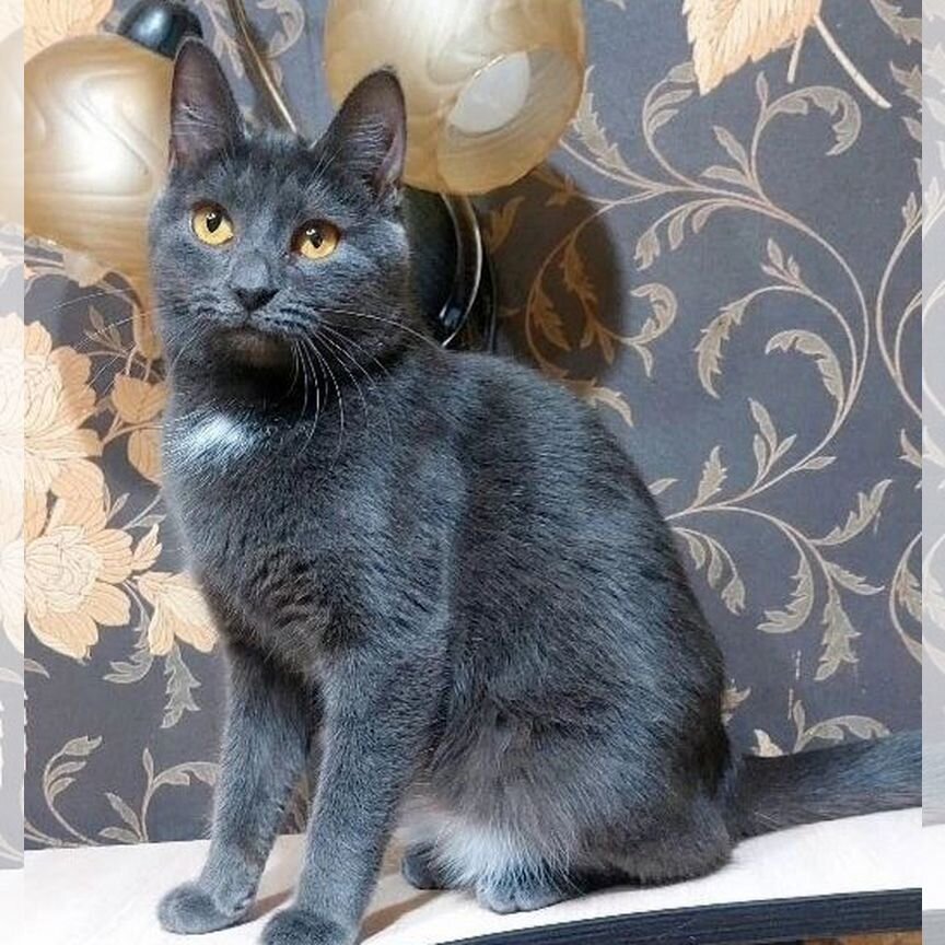 Русский голубой котёнок