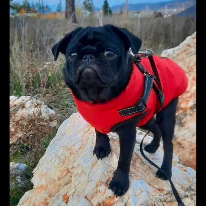 Вещи для маленьких собак