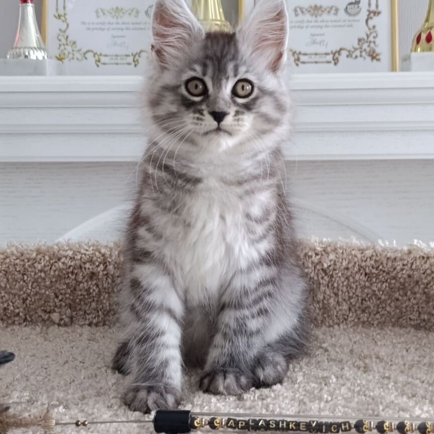 Котёнок мейн-кун, сын Чемпиона Мира