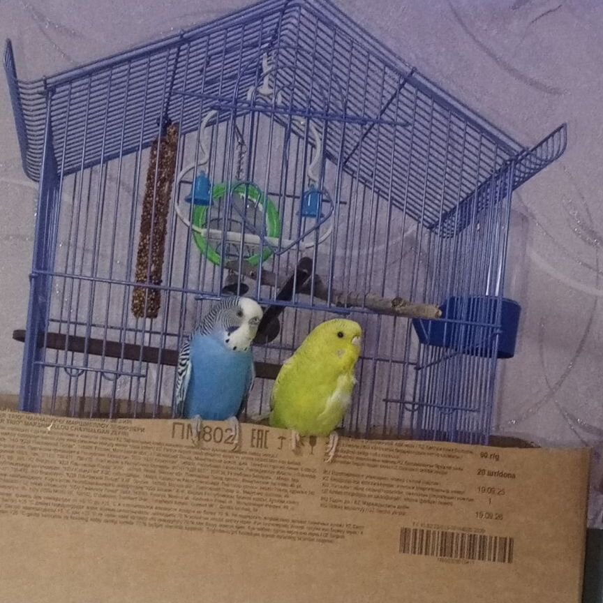 Волнистые попугаи с клеткой