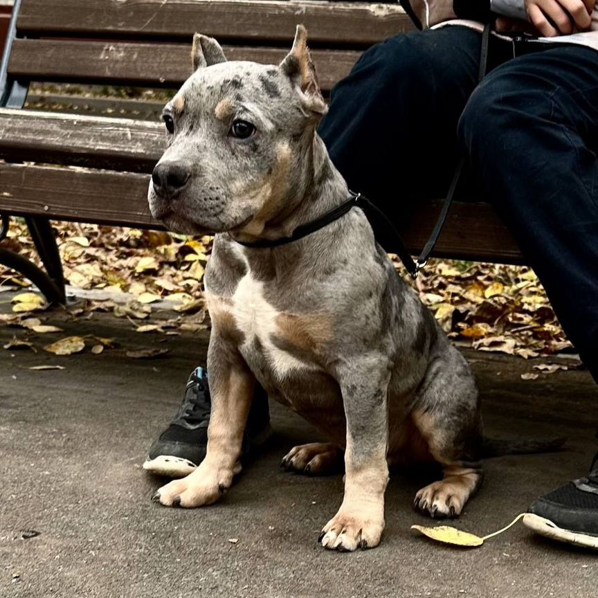 Американский булли покет