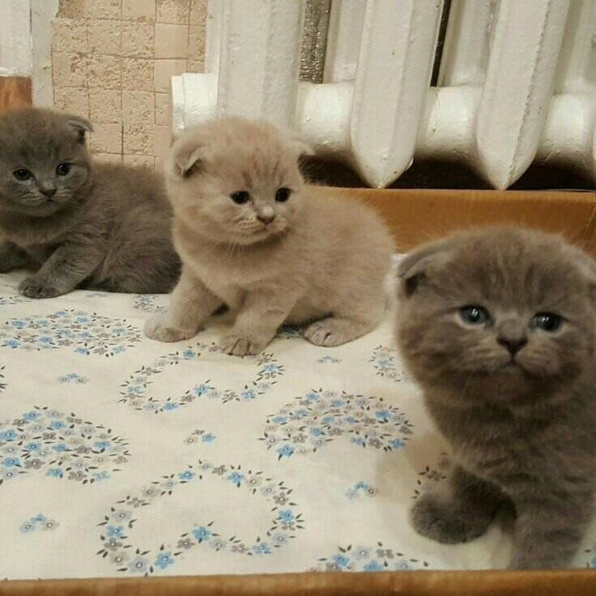Шотландская вислоухие котики