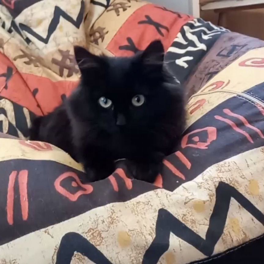 Котенок в добрые руки