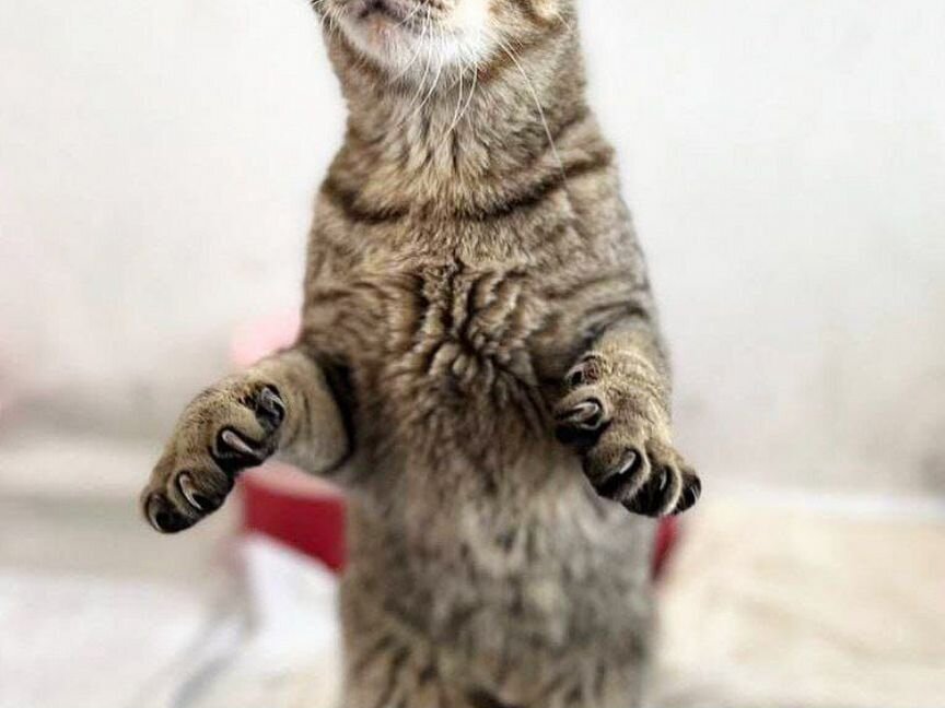 Котенок в дар 8 мес мальчик кастрирован привит