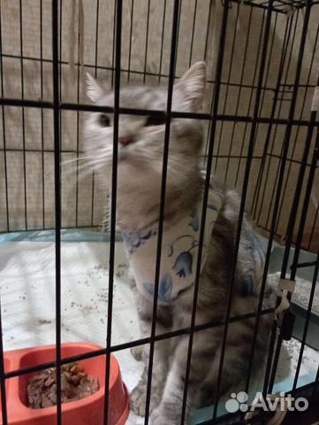 Кошечка Стеша