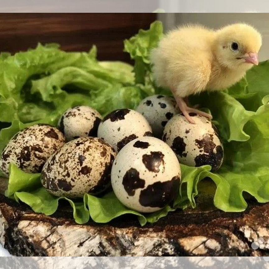 Яйца перепелиные