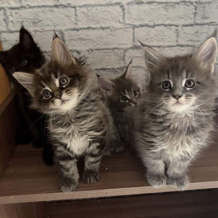 Мейн-кун котёнок