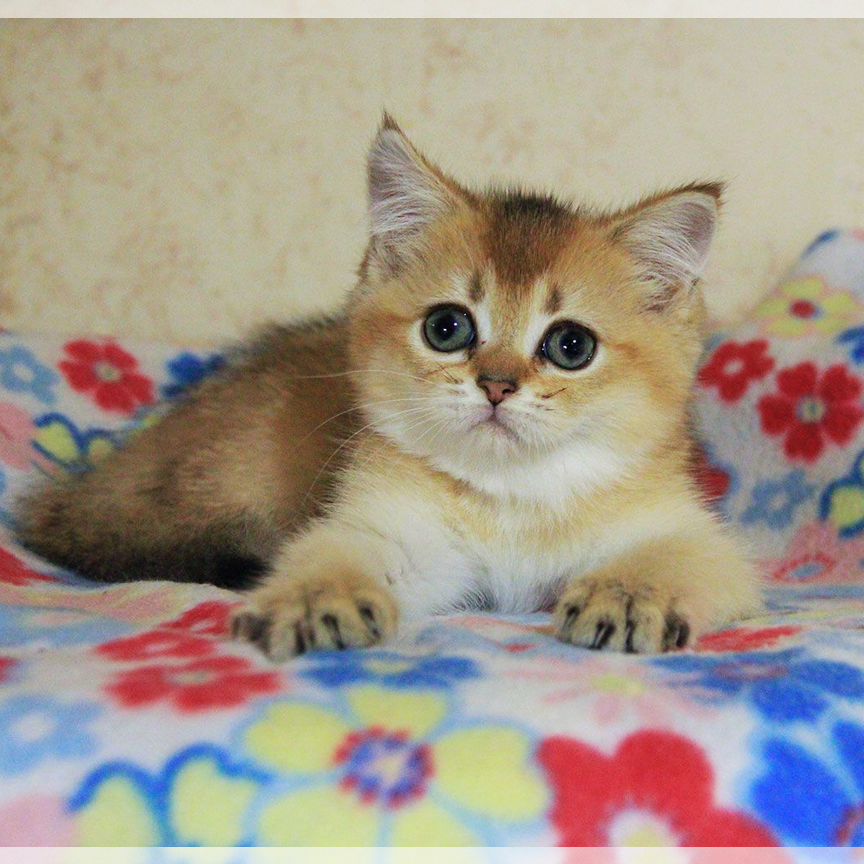 Алсу - золотая кошечка