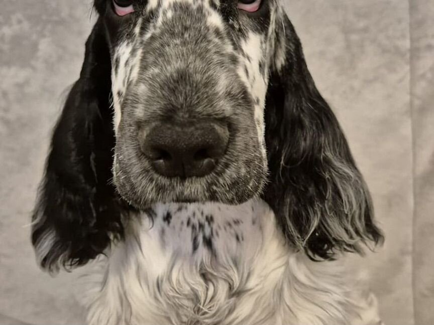 Продаются щенки английского кокер спаниеля