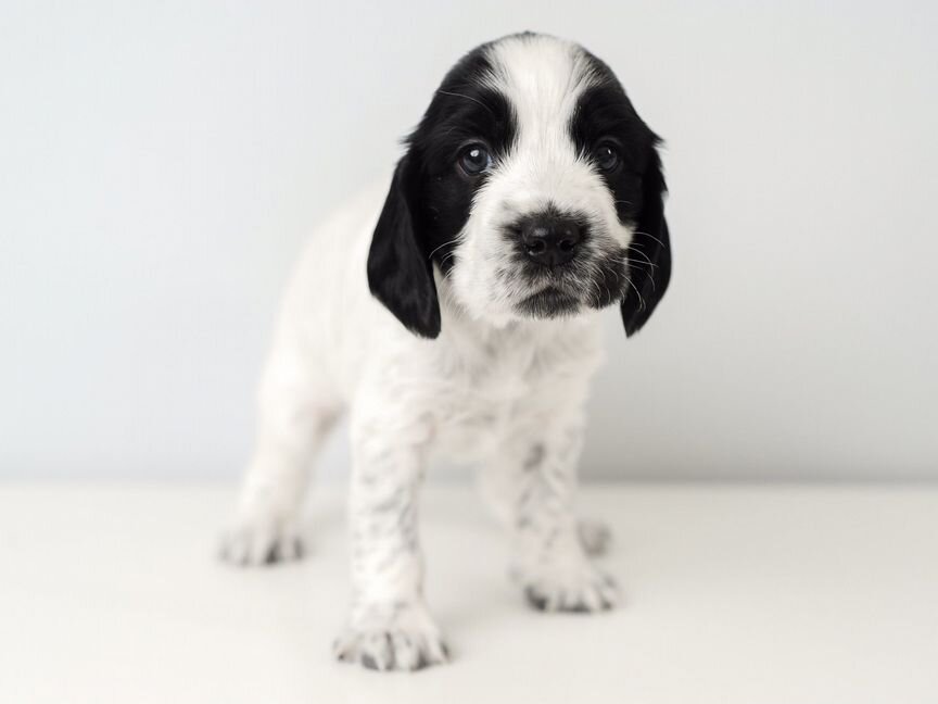 Русский охотничий спаниель щенки