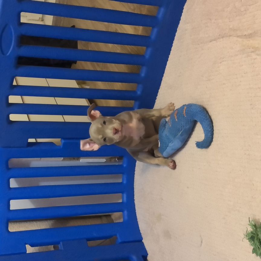 Американский булли, щенок