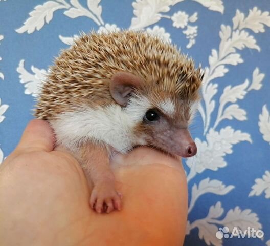 Ежонок Че Гевара