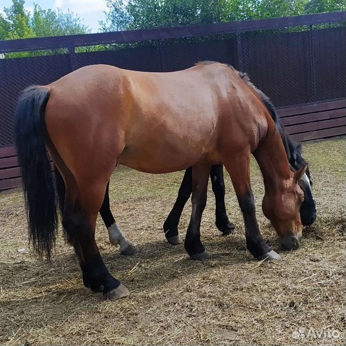 Лошадь мерен