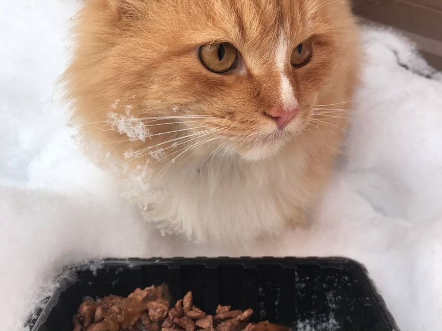 Котенку нужна помощь