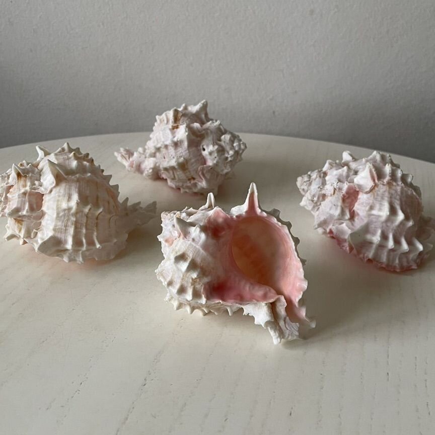 Ракушки морские 4 шт