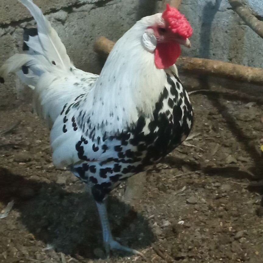 Петухи Гамбургские,Павловское золото