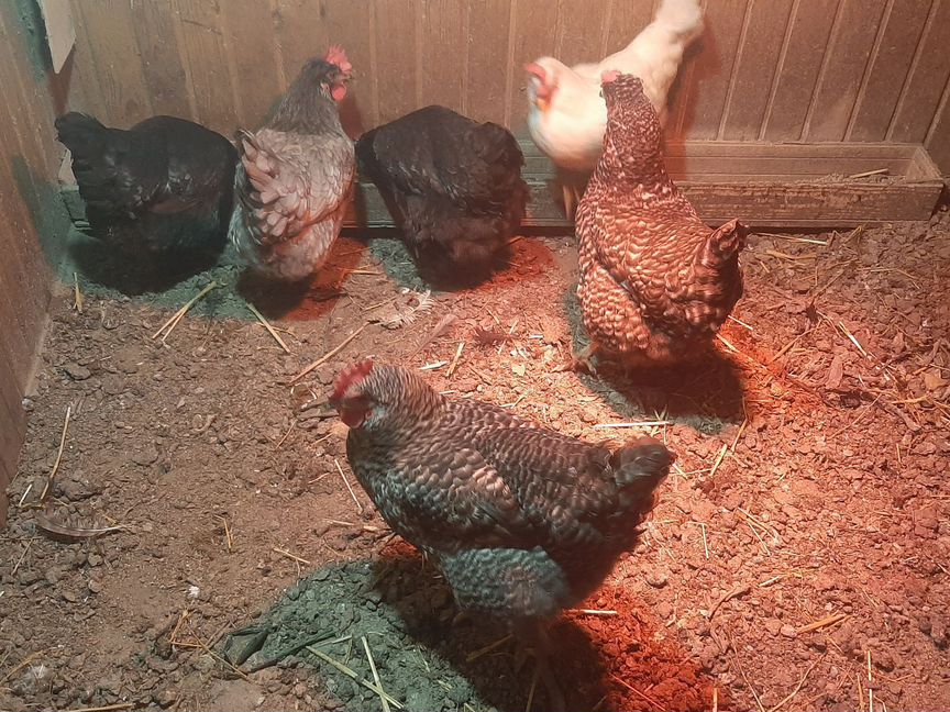 Куры молодки несушки доминант