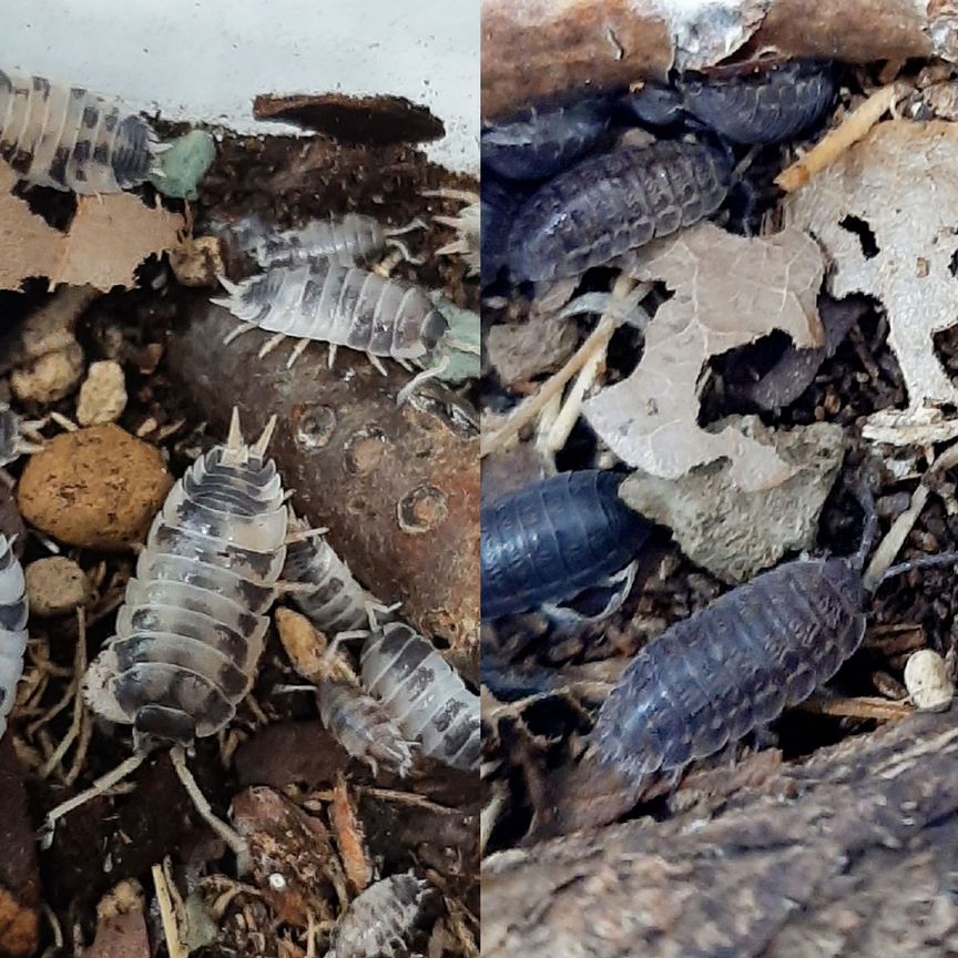 Мокрица-коровка (Porcellio laevis «Dairy Cow»)