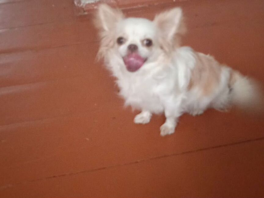 Чихуахуа девочка, 1,5 года, вес 2,5 кг