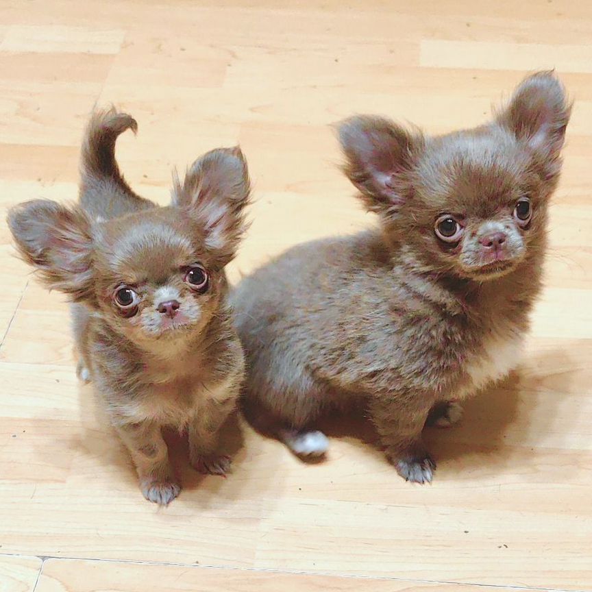 Щенки чихуахуа мини