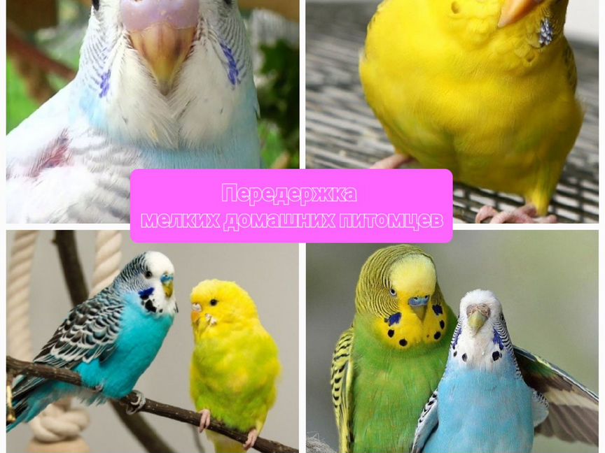 Попугайчики и др. маленькие дом. питомцы