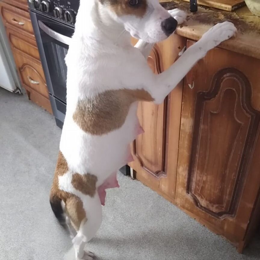 Щенки Питбулята