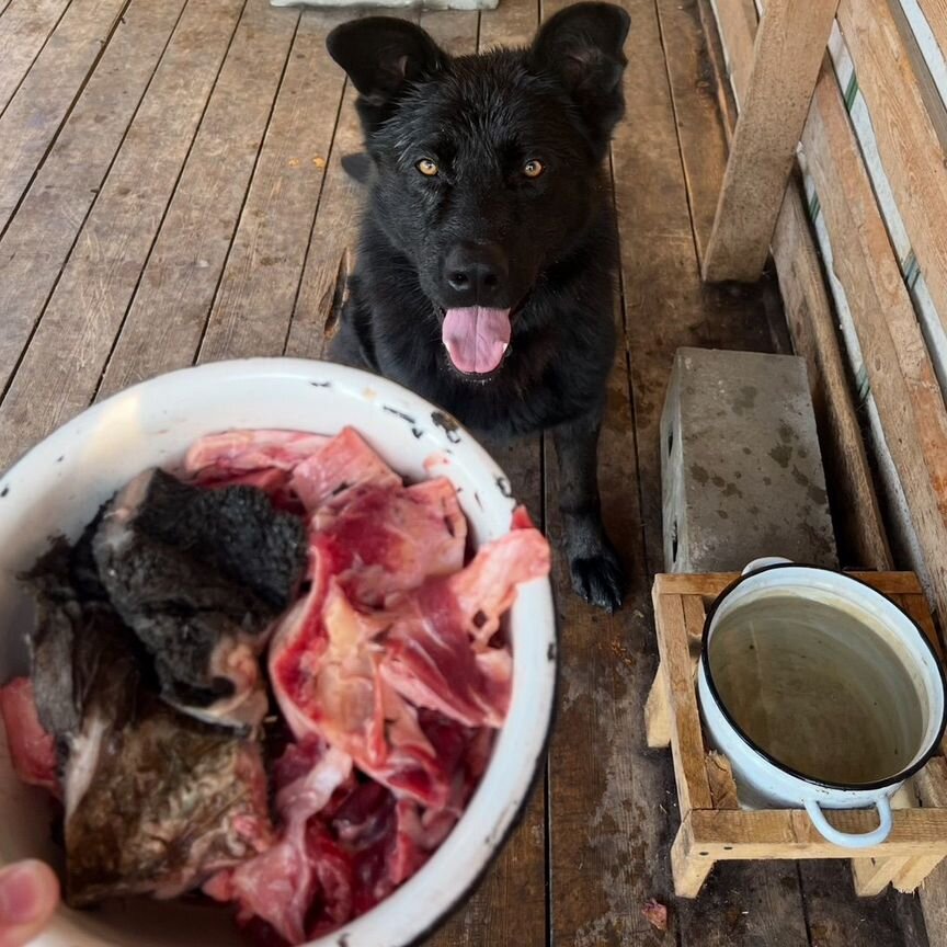 Мясо говядина для собак