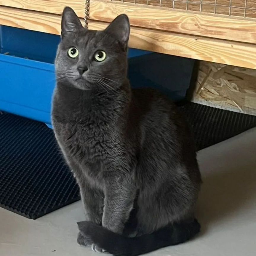 Дам на содержание кота и кошки