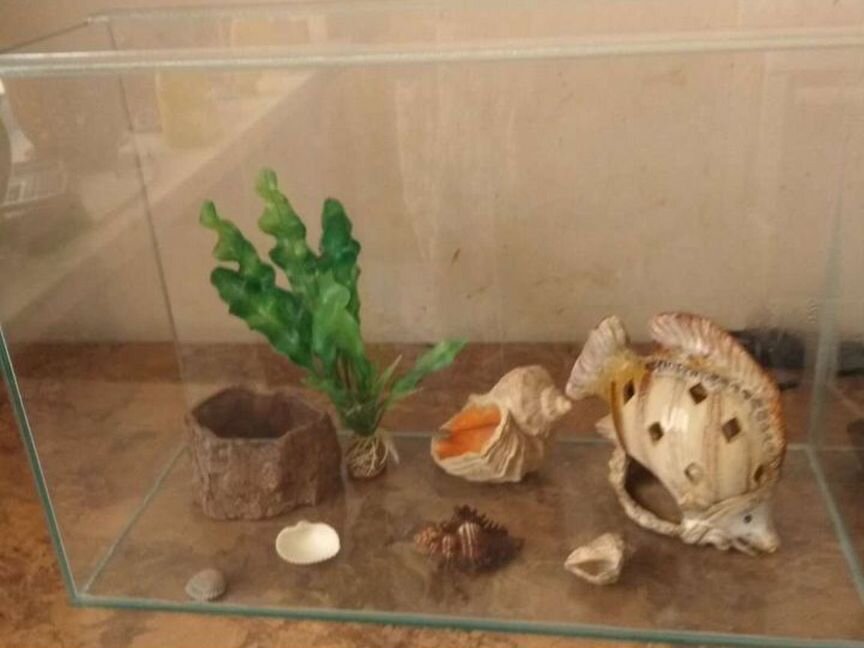Аквариум и аксессуары