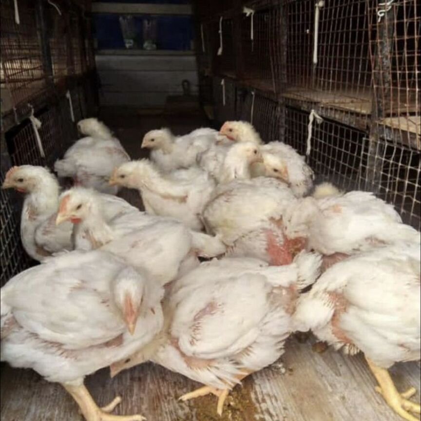 Бройлеры (живая птица). Подрощенные