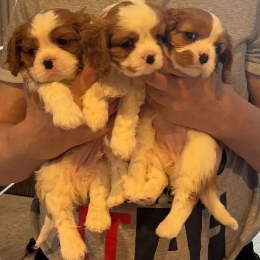 Кавалер кинг-чарльз-спаниель, щенок