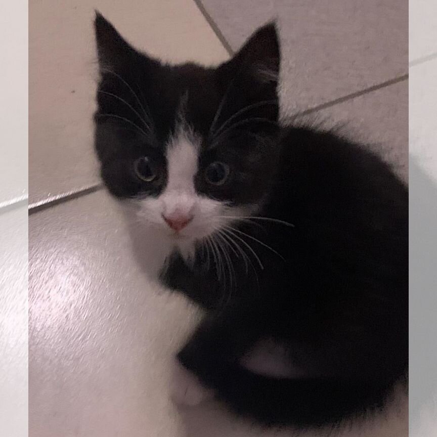 Котята 1,5 и 2,5 месяца подкинули в подъезд