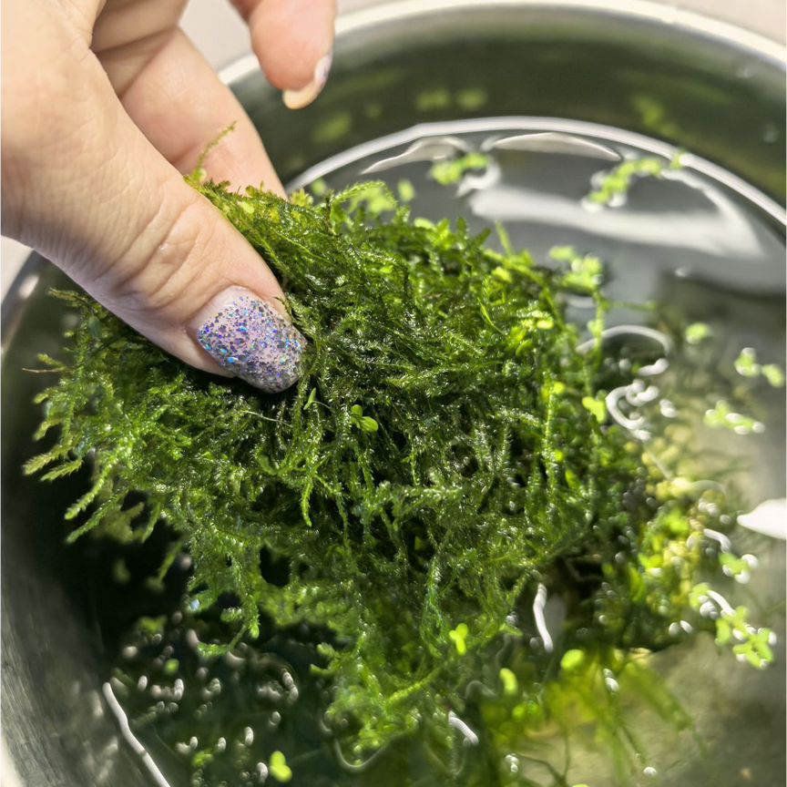 Яванский мох