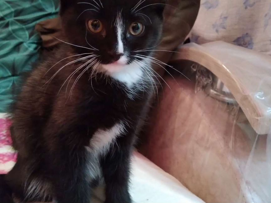 Котенок мальчик