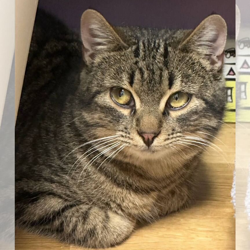 Взрослая кошка в добрые руки