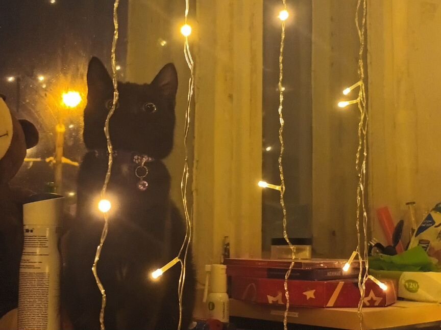 Котик в добрые руки бесплатно мальчик