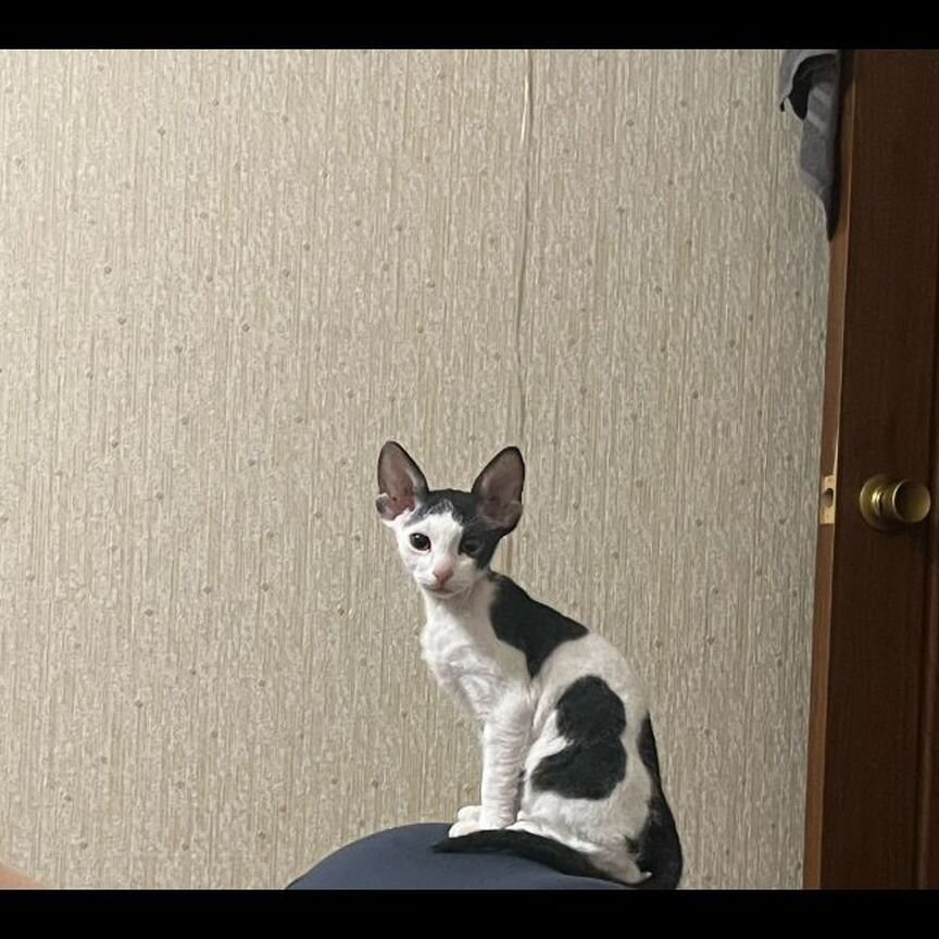 Сфинкс браш (бархатный)