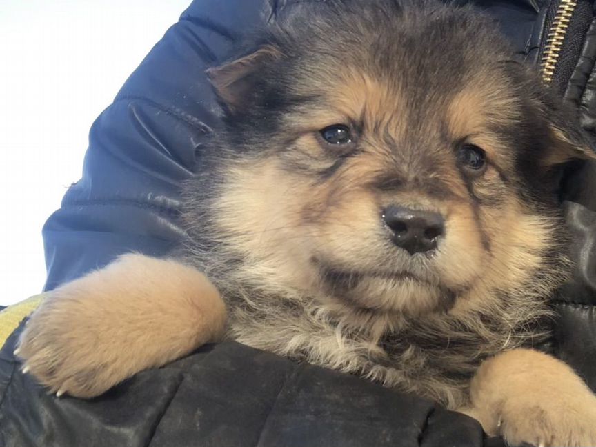 Собачка девочка