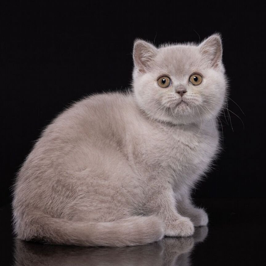 Британский кот