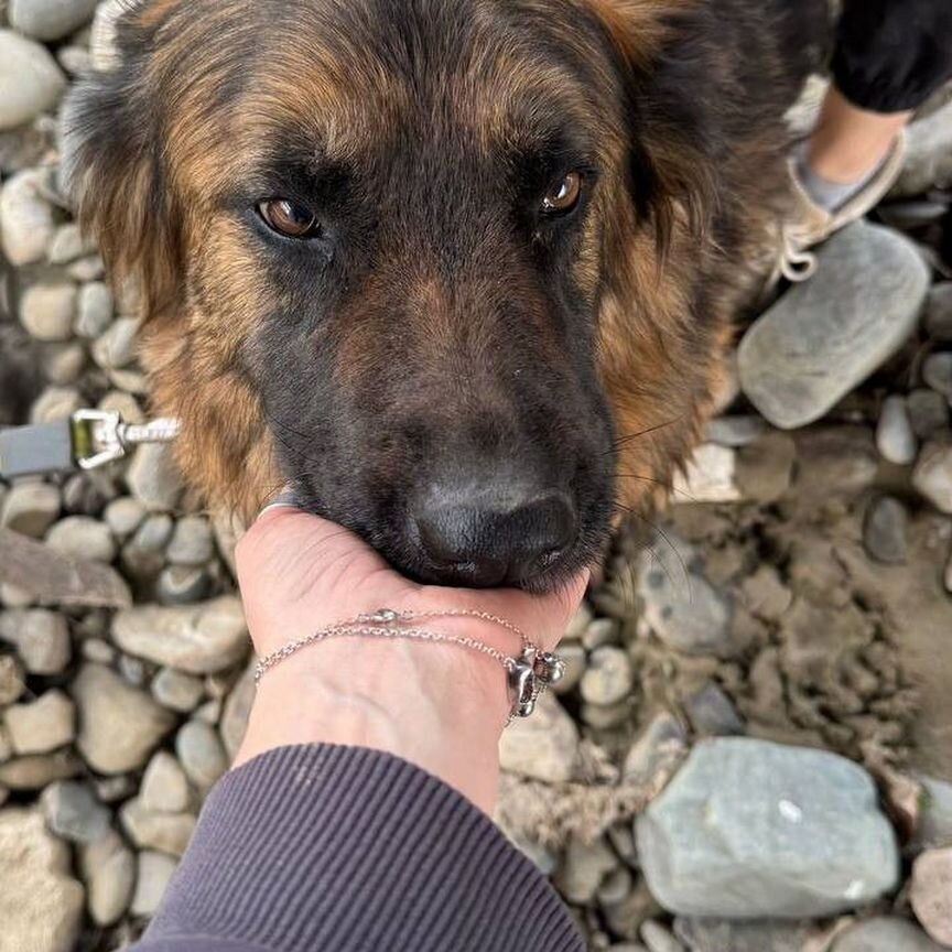 Собака Найда