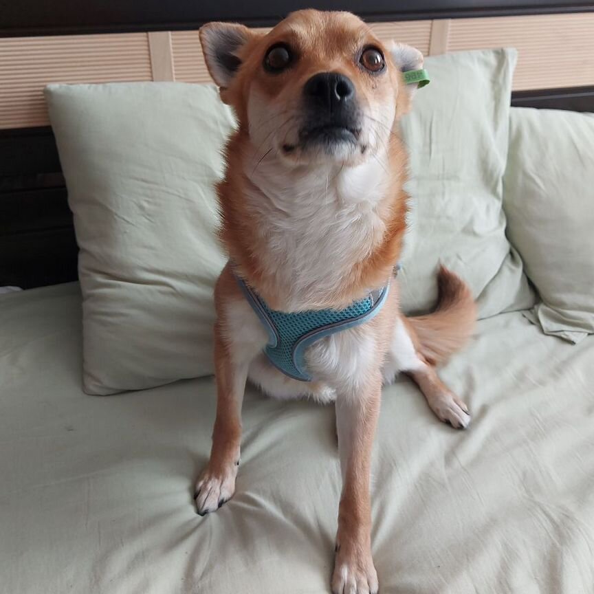 Взрослый пёс в добрые руки