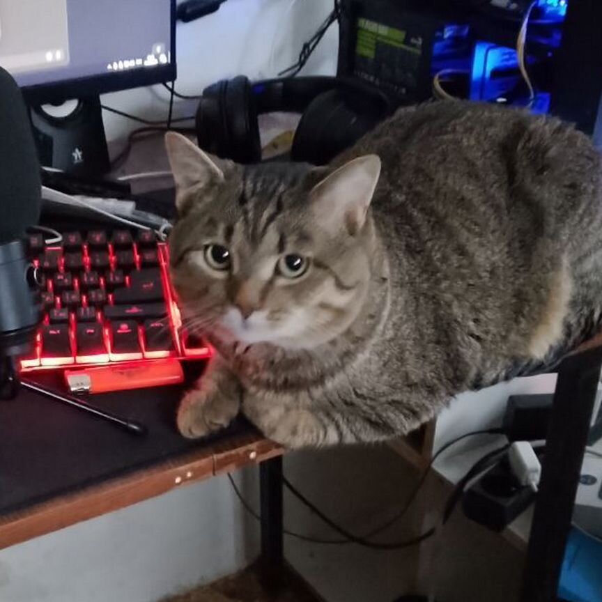 Взрослый кот в добрые руки